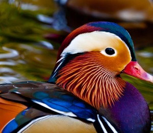 The most beautiful duck in the world | Facts.DinoAnimals.com