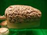 Which animal has the largest brain?